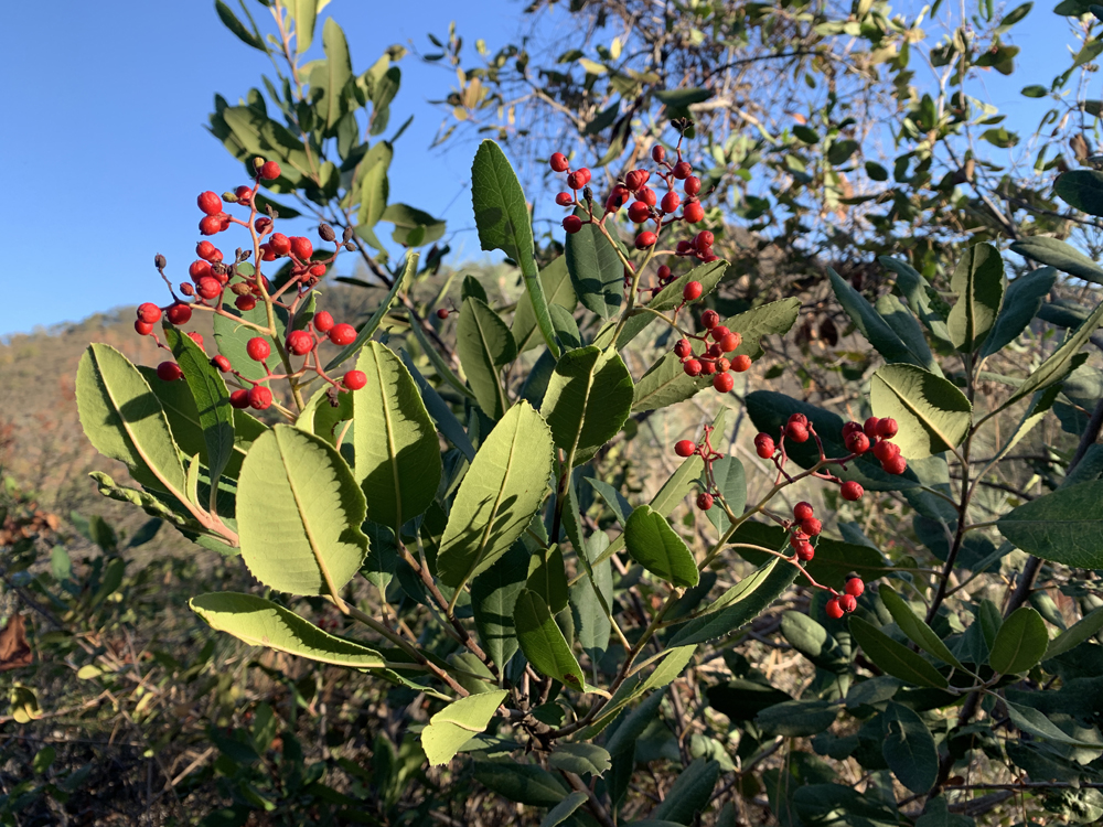 California Holly - December Phenology - Cutesy Crafts